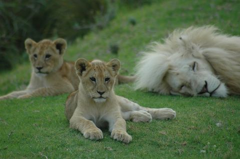 Pumba Private Game Reserve Water Lodge - Golf Zuid-Afrika • Pin High